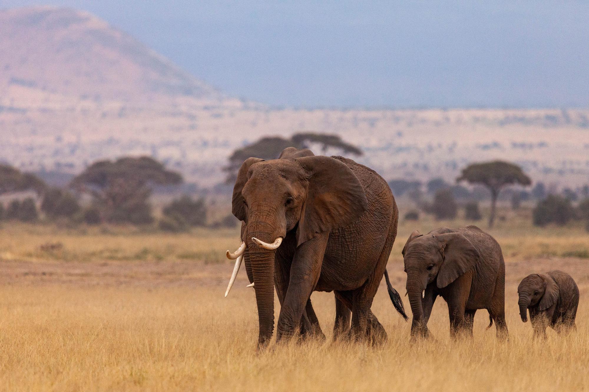 Africa Outreach | Outreaches | Derek Prince Ministries